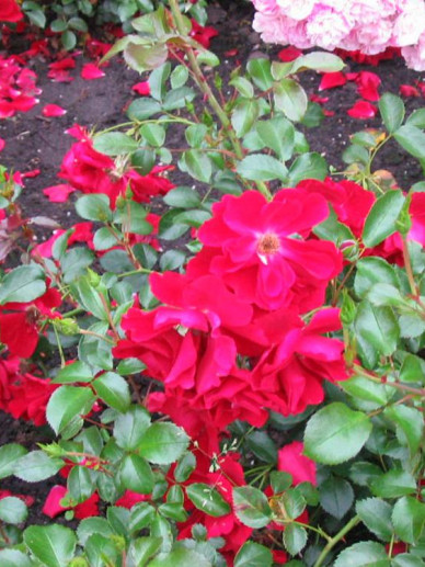 Rosa 'Austriana' (='Tananaistrua') - Trosroos | De Tuinen van Appeltern