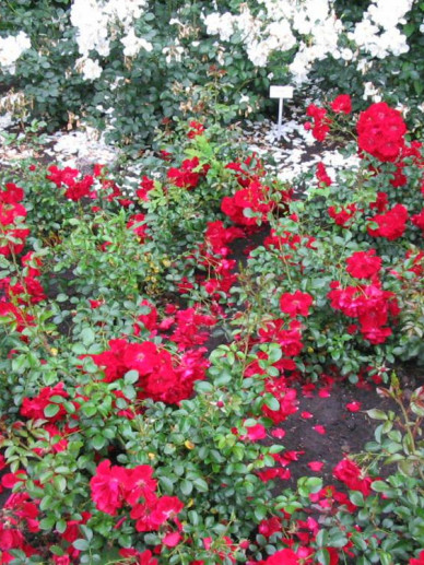 Rosa 'Austriana' (='Tananaistrua') - Trosroos | De Tuinen van Appeltern