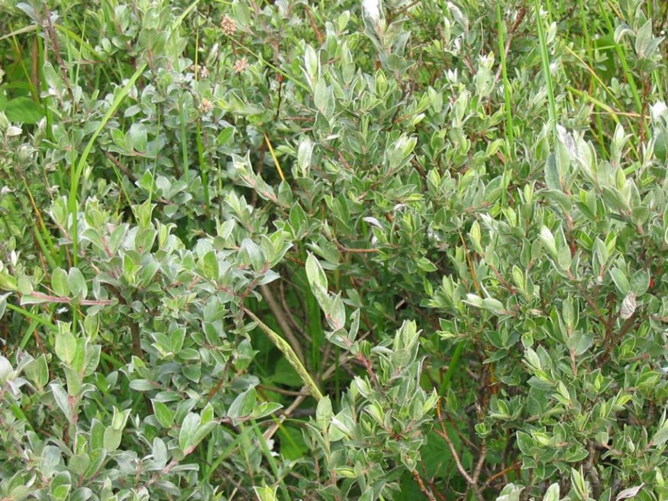 Salix repens - Kruipwilg | De Tuinen van Appeltern