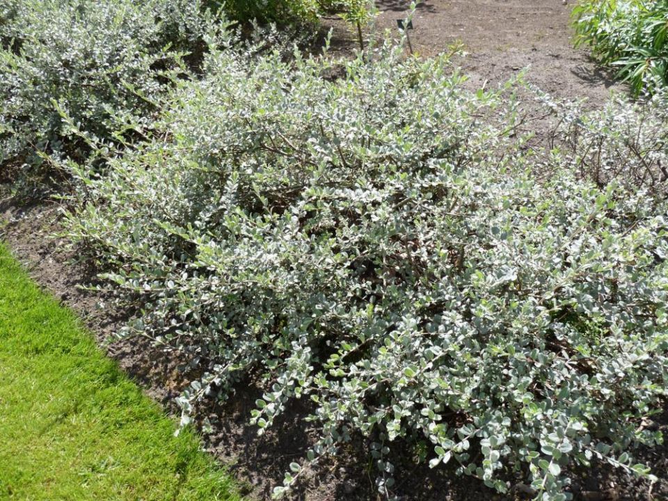 Salix repens - Kruipwilg | De Tuinen van Appeltern