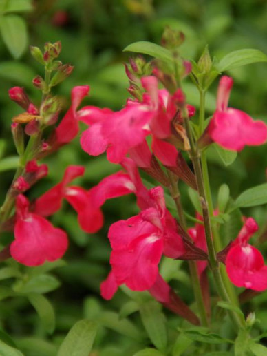 Salvia greggii 'Lipstick' - Salie | De Tuinen van Appeltern