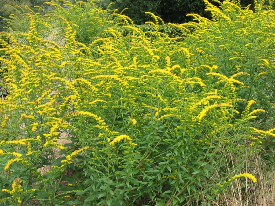 Solidago rugosa - Guldenroede | De Tuinen van Appeltern