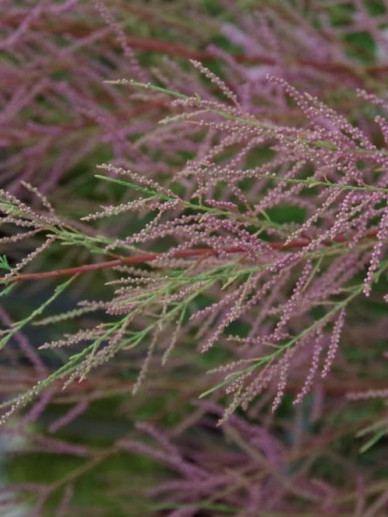Tamarix ramosissima 'Pink Cascade' - Tamarisk | De Tuinen van Appeltern