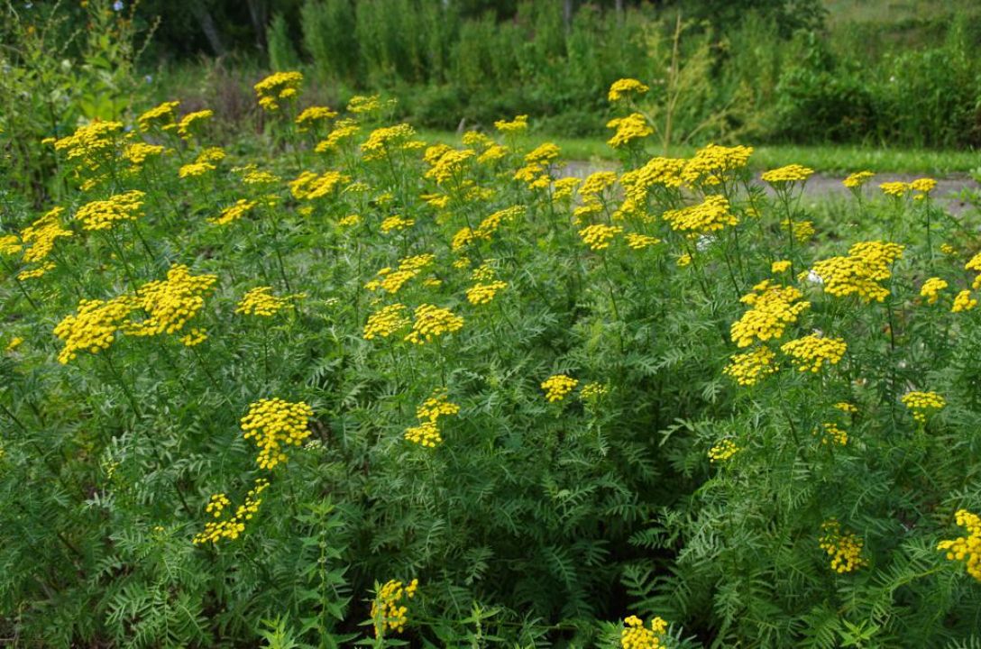 Tanacetum vulgare - Boerenwormkruid | De Tuinen van Appeltern