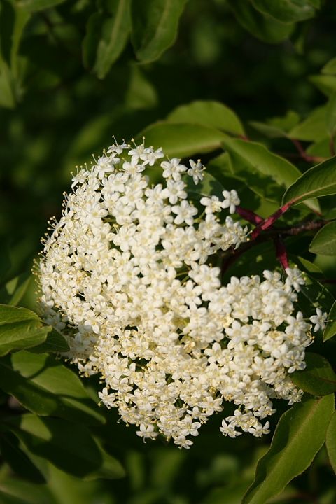 Viburnum cassinoides - Sneeuwbal | De Tuinen van Appeltern
