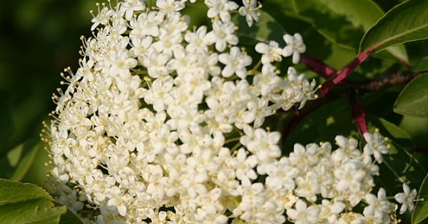 Viburnum cassinoides - Sneeuwbal | De Tuinen van Appeltern
