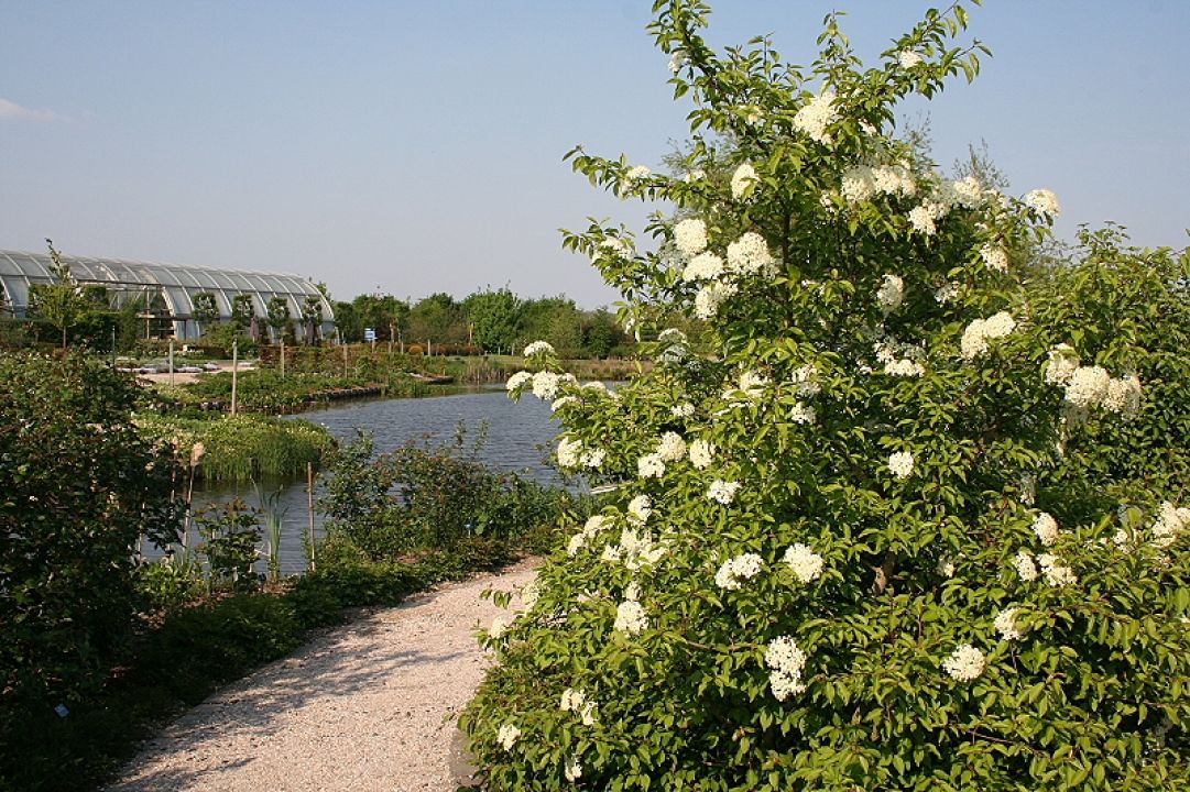 Viburnum cassinoides - Sneeuwbal | De Tuinen van Appeltern