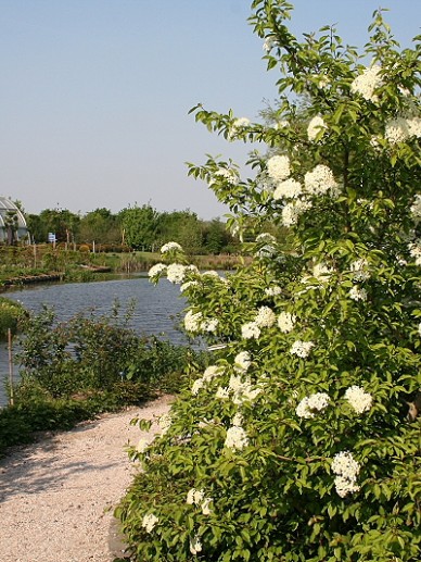 Viburnum cassinoides - Sneeuwbal | De Tuinen van Appeltern