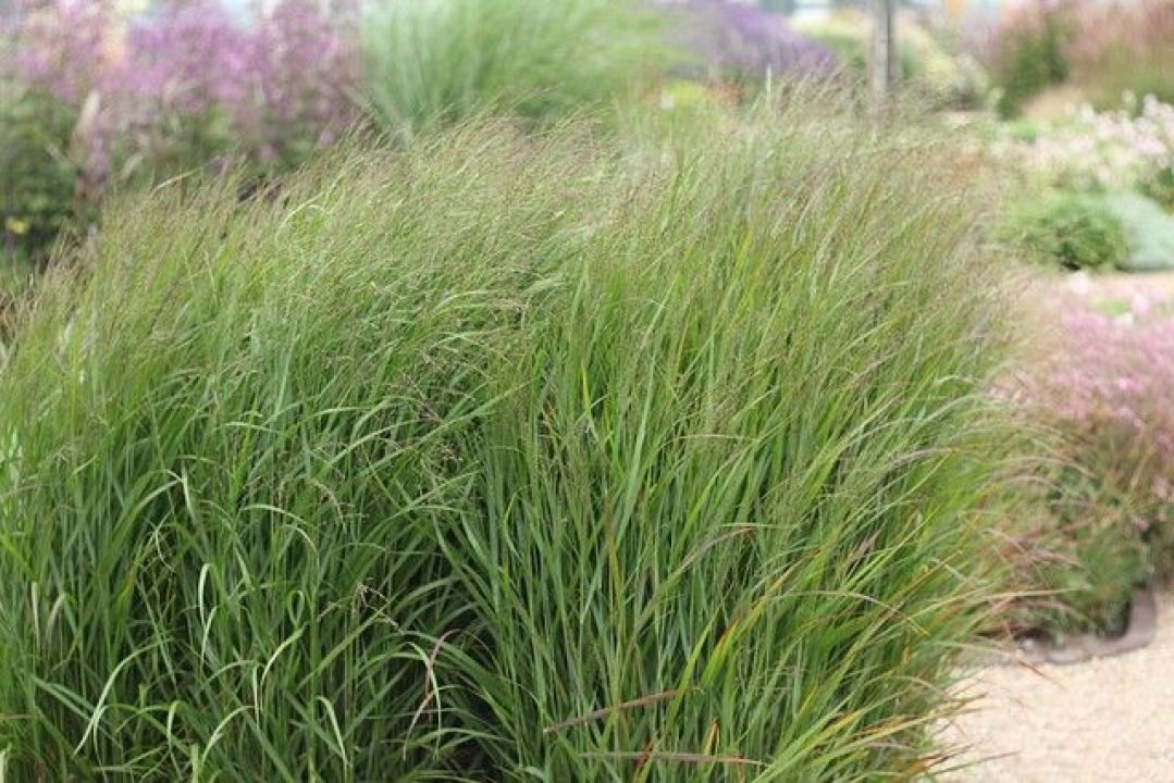 Panicum virgatum 'Rehbraun' - Vingergras | De Tuinen van Appeltern