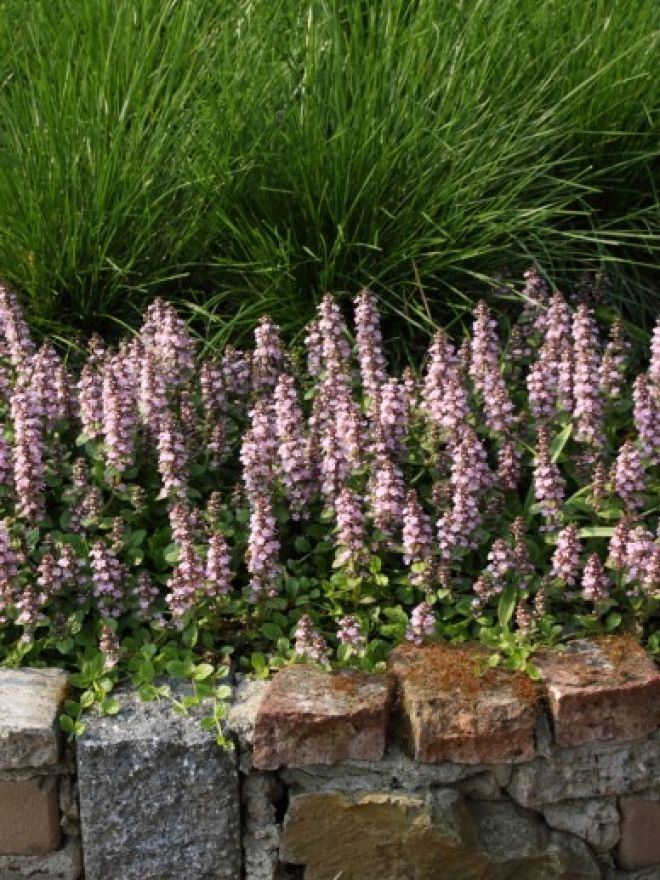 Ajuga reptans 'Rosea' (Zenegroen) | De Tuinen van Appeltern