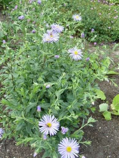 Aster thomsonii (Aster) | De Tuinen van Appeltern