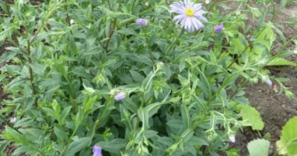 Aster thomsonii (Aster) | De Tuinen van Appeltern
