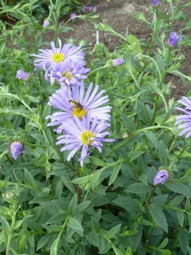 Aster thomsonii (Aster) | De Tuinen van Appeltern