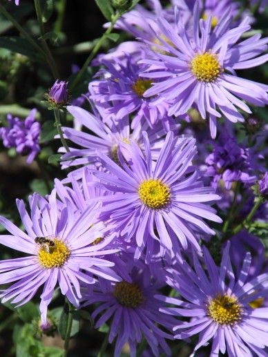 Aster thomsonii (Aster) | De Tuinen van Appeltern