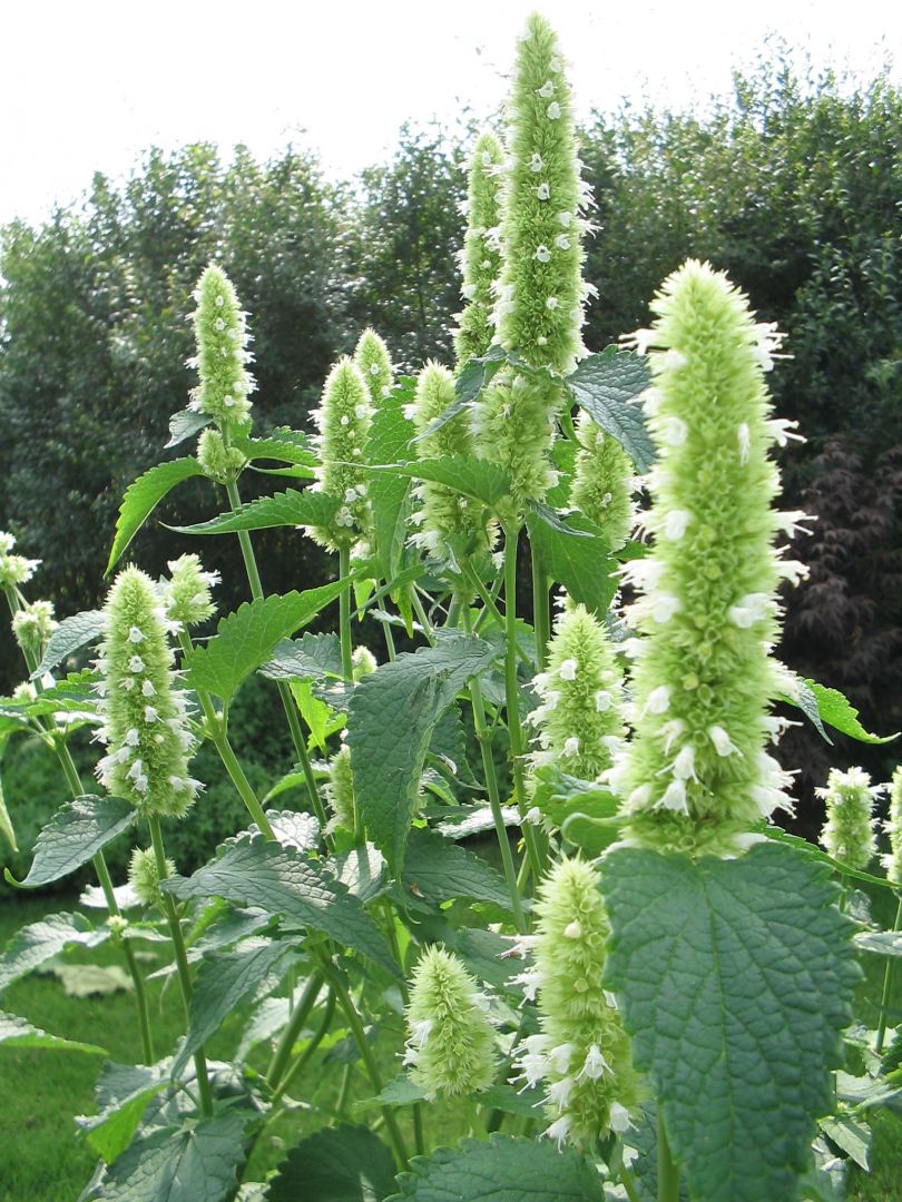 Agastache rugosa 'Alabaster' - Anijsnetel, Dropplant | De Tuinen van ...