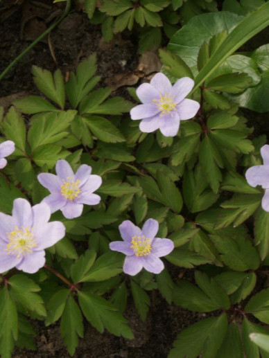 Anemone nemorosa 'Allenii' - Lila bosanemoon | De Tuinen van Appeltern