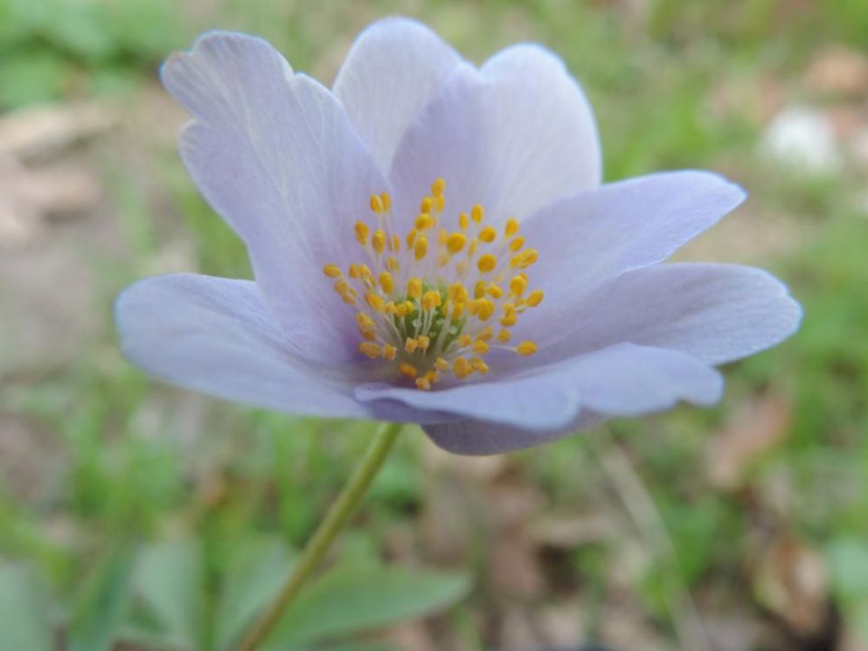 Anemone nemorosa 'Robinsoniana' - Blauwe bosanemoon | De Tuinen van ...
