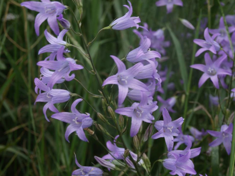 Campanula rapunculus - Rapunzelklokje | De Tuinen van Appeltern