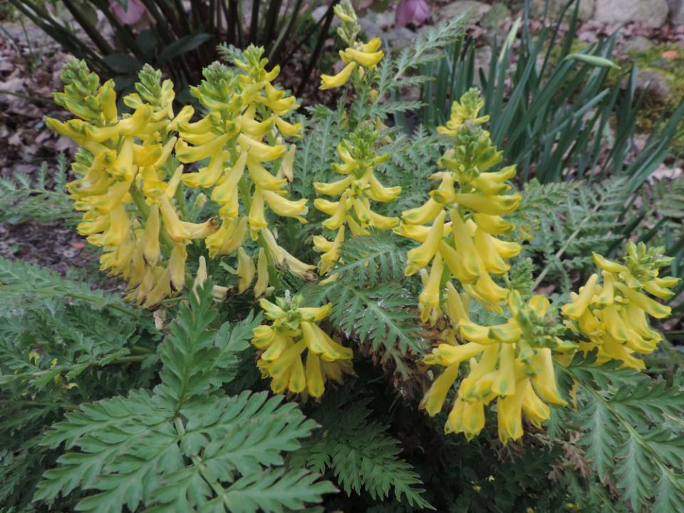 Corydalis cheilanthifolia - Varenhelmbloem | De Tuinen van Appeltern