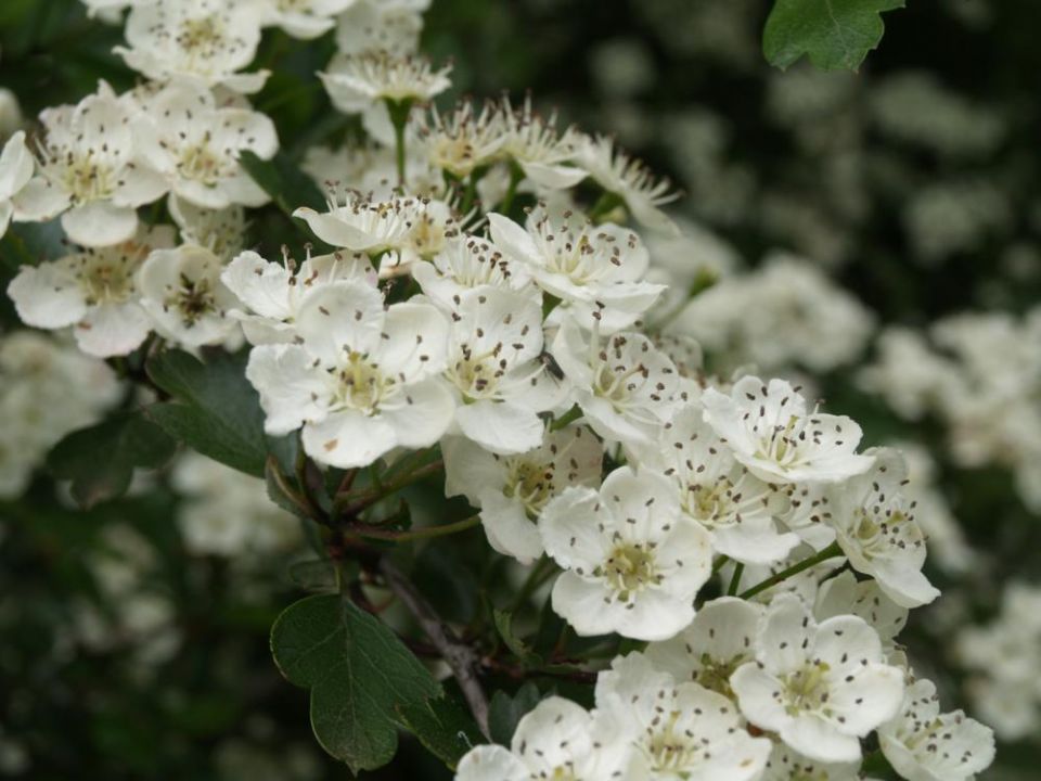 Crataegus laevigata - Tweestijlige meidoorn | De Tuinen van Appeltern