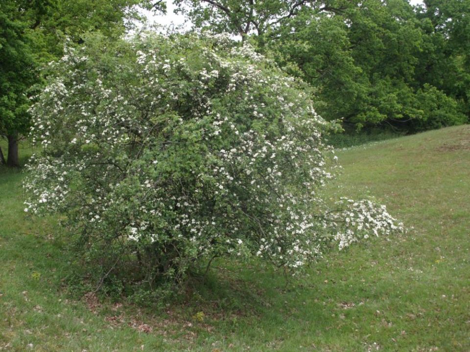 Crataegus laevigata - Tweestijlige meidoorn | De Tuinen van Appeltern