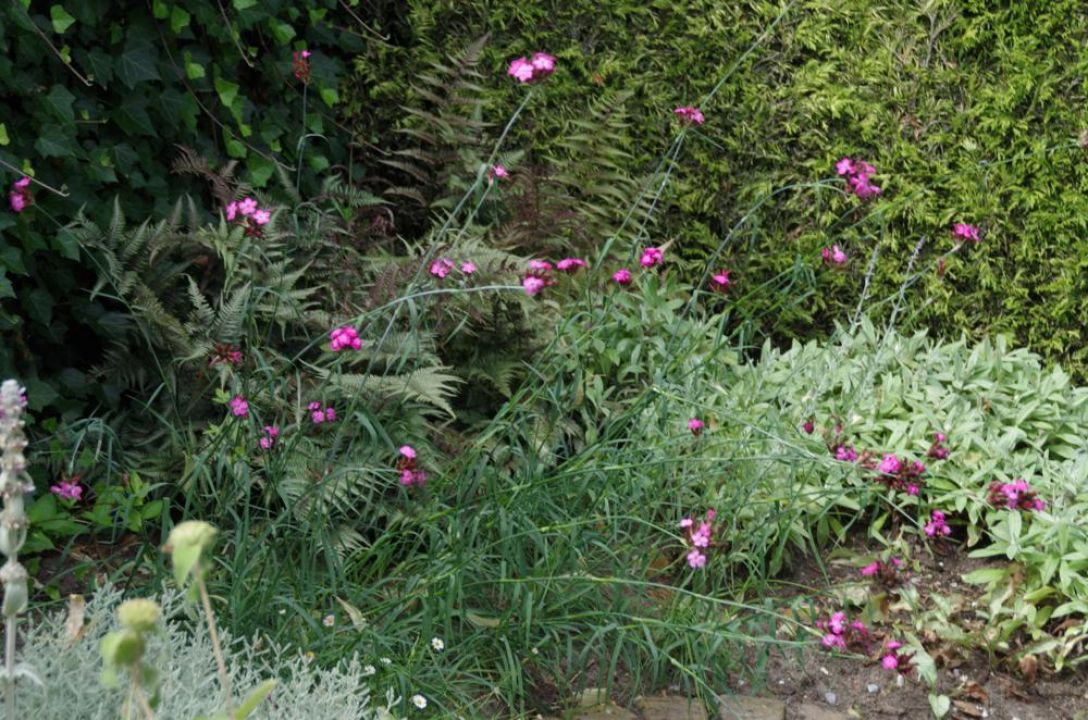 Dianthus carthusianorum - Kartuizer anjer , Karthuizer anjer | De ...