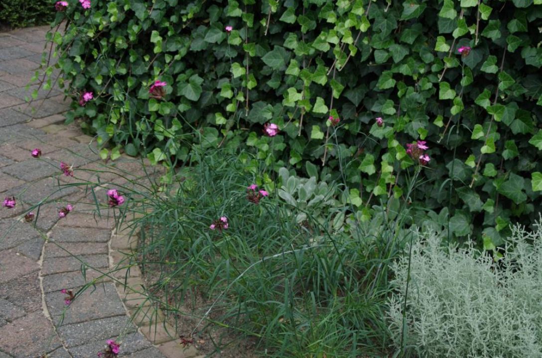 Dianthus carthusianorum - Kartuizer anjer , Karthuizer anjer | De ...