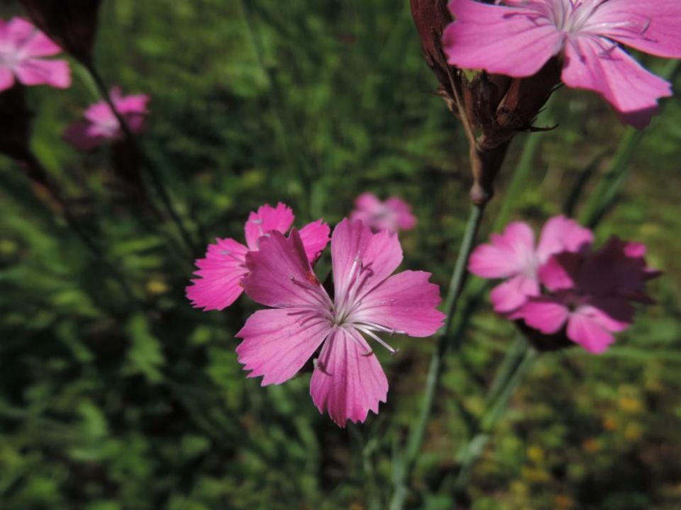 Dianthus carthusianorum - Kartuizer anjer , Karthuizer anjer | De ...
