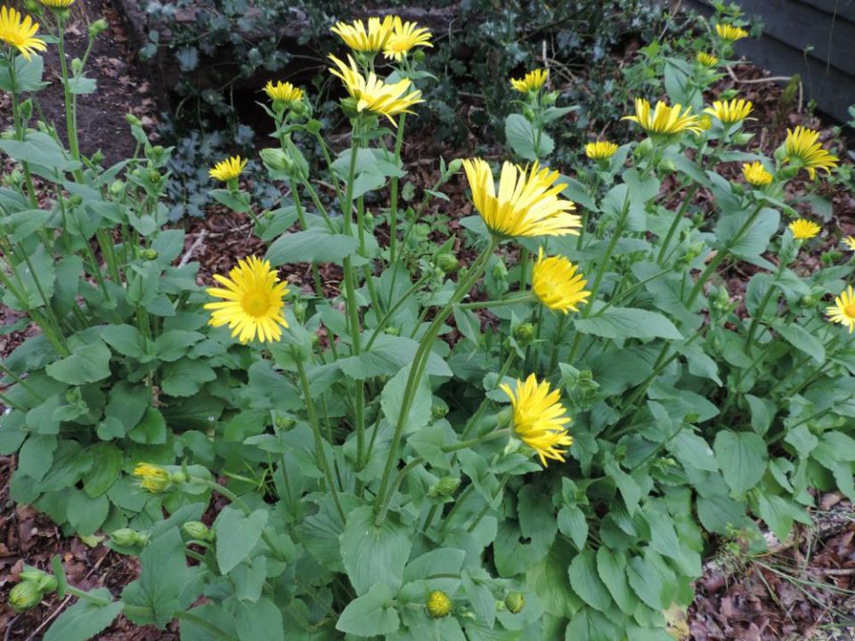 Doronicum plantagineum - Weegbreezonnebloem | De Tuinen van Appeltern