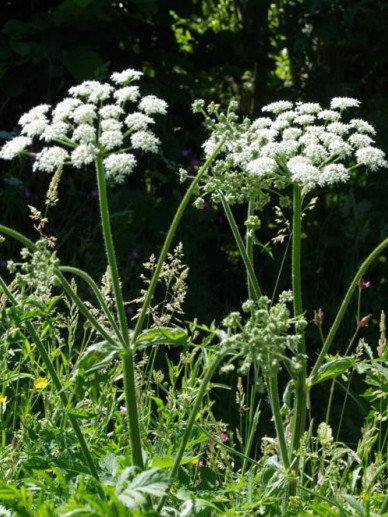 Heracleum sphondylium - Gewone berenklauw | De Tuinen van Appeltern