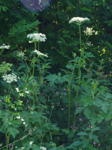 Heracleum sphondylium - Gewone berenklauw | De Tuinen van Appeltern