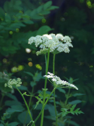 Heracleum sphondylium - Gewone berenklauw | De Tuinen van Appeltern