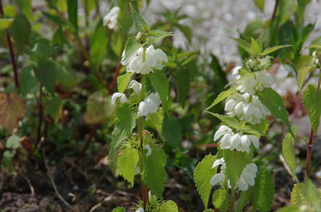Lamium album - Witte dovenetel | De Tuinen van Appeltern