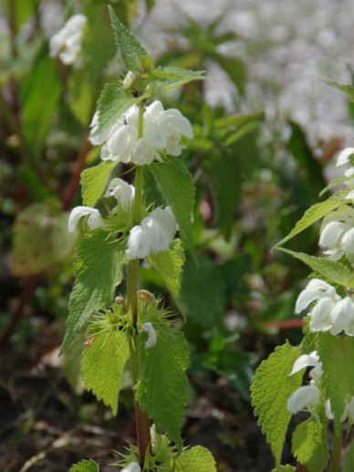 Lamium album - Witte dovenetel | De Tuinen van Appeltern