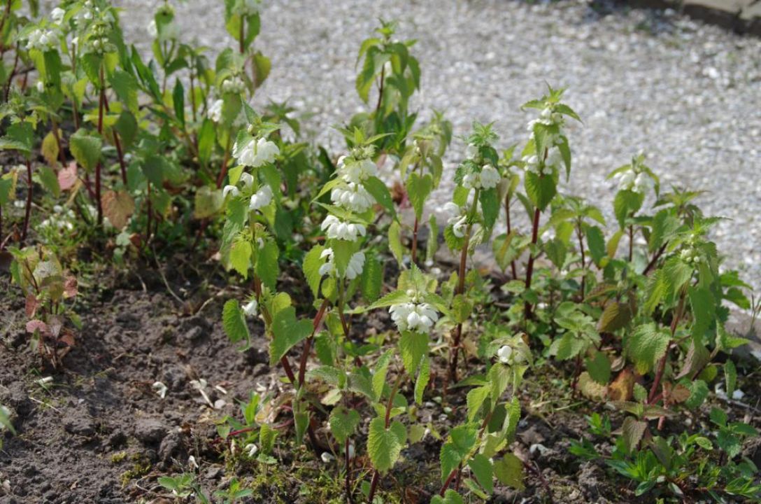 Lamium album - Witte dovenetel | De Tuinen van Appeltern
