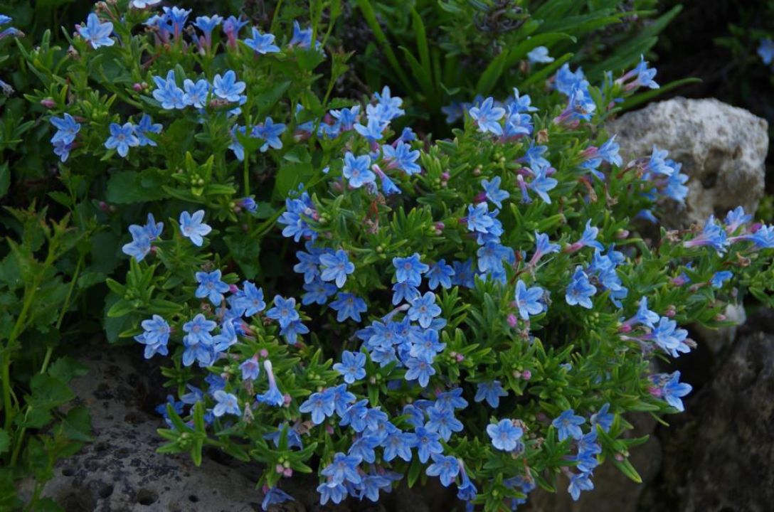 Lithodora diffusa 'Cambridge Blue' - Kruipend steenzaad | De Tuinen van ...