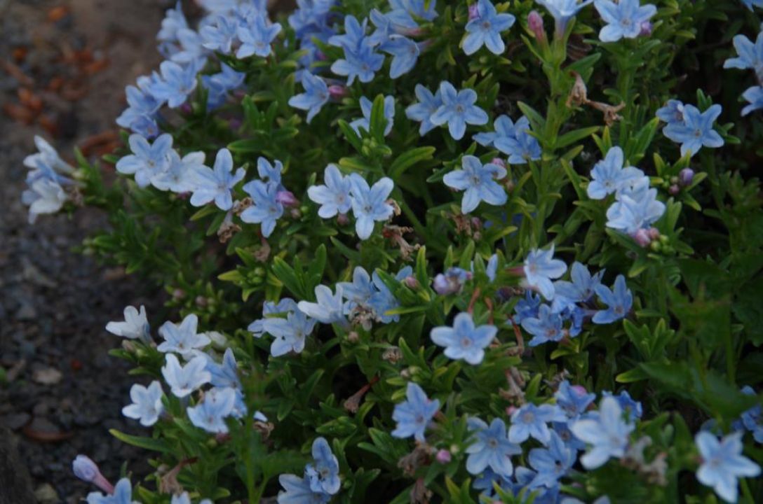 Lithodora diffusa 'Cambridge Blue' - Kruipend steenzaad | De Tuinen van ...