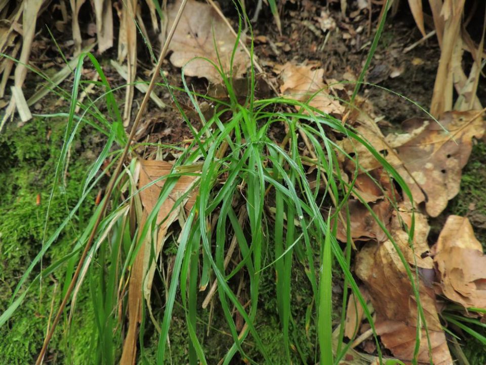 Luzula luzuloides - Witte veldbies | De Tuinen van Appeltern