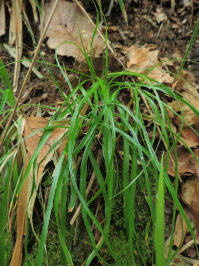Luzula luzuloides - Witte veldbies | De Tuinen van Appeltern