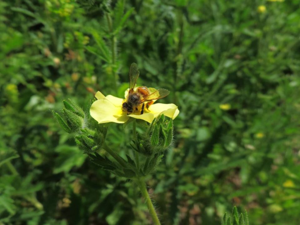 Potentilla recta - Rechte ganzerik | De Tuinen van Appeltern