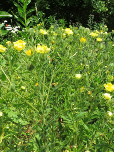 Potentilla recta - Rechte ganzerik | De Tuinen van Appeltern