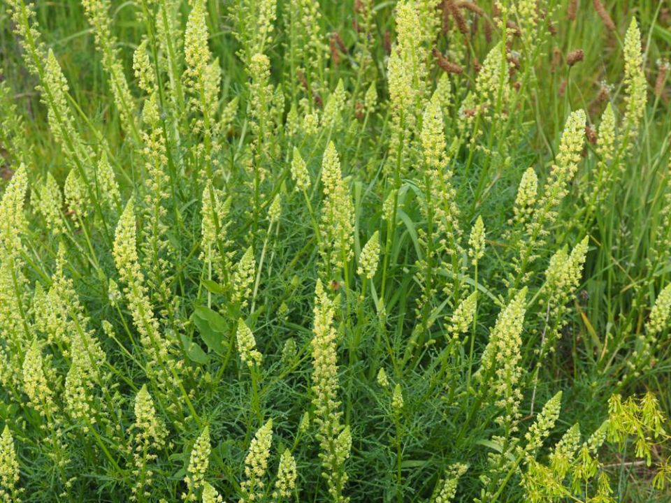 Reseda lutea - Wilde reseda | De Tuinen van Appeltern