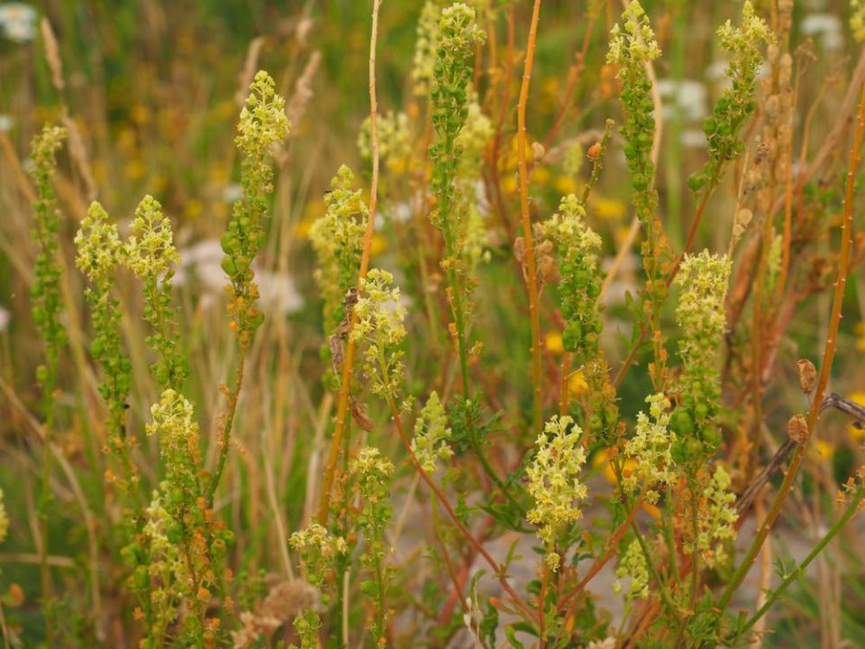 Reseda lutea - Wilde reseda | De Tuinen van Appeltern
