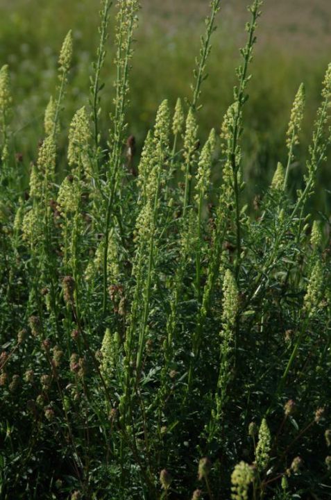 Reseda lutea - Wilde reseda | De Tuinen van Appeltern