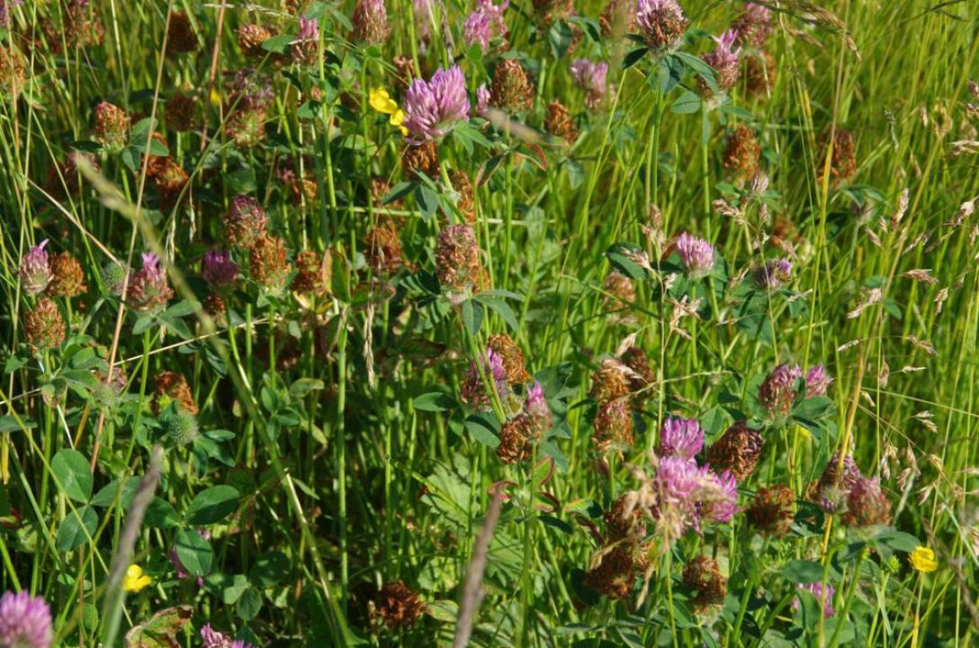 Trifolium pratense - Rode klaver | De Tuinen van Appeltern