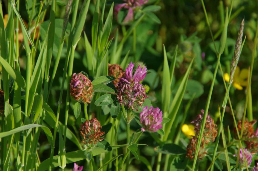 Trifolium pratense - Rode klaver | De Tuinen van Appeltern