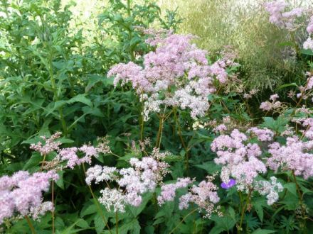 Filipendula purpurea 'Elegans' - Moerasspirea | De Tuinen van Appeltern