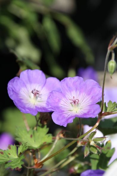 Geranium 'Azure Rush' - Ooievaarsbek | De Tuinen van Appeltern
