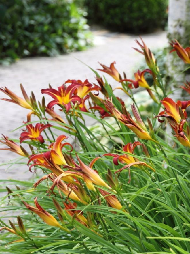 Hemerocallis 'Autumn Red' (Daglelie) | De Tuinen van Appeltern