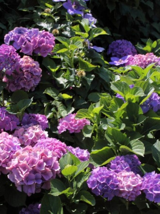 Hydrangea macrophylla 'Bodensee' (Hortensia) | De Tuinen van Appeltern
